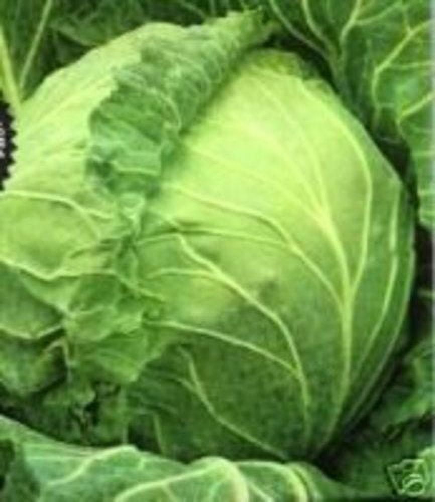 Cabbage Copenhagen BULK 15,000 Seeds Great Heirloom Vegetable - Walmart.com