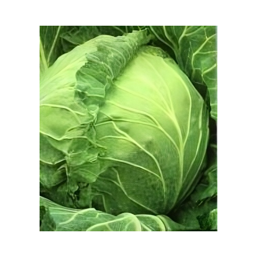 Cabbage Copenhagen Great Heirloom Vegetable by Seed Kingdom Bulk 5 Lb ...