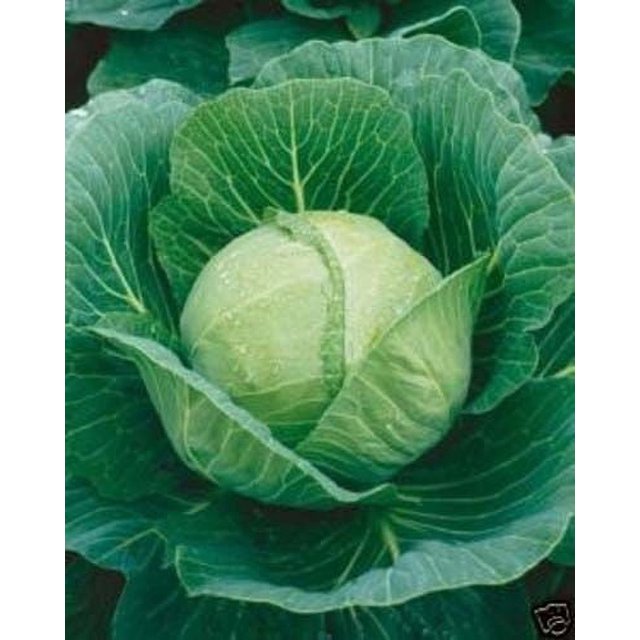 Cabbage Golden Acre Great Heirloom Vegetable 1,000 Seeds - Walmart.com