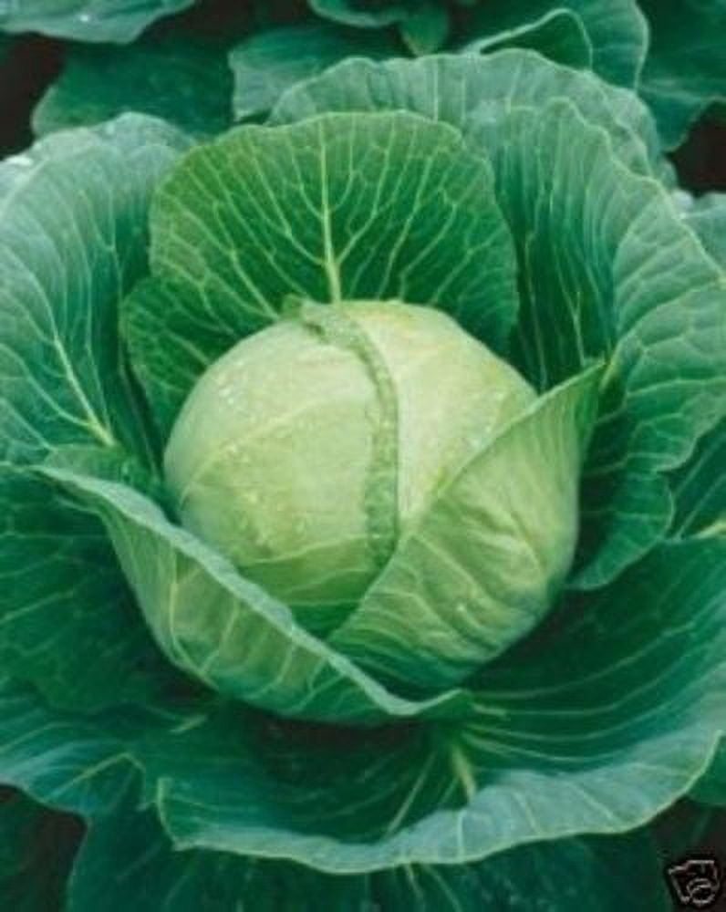 Cabbage Golden Acre Great Heirloom Vegetable BULK 20,000 Seeds ...