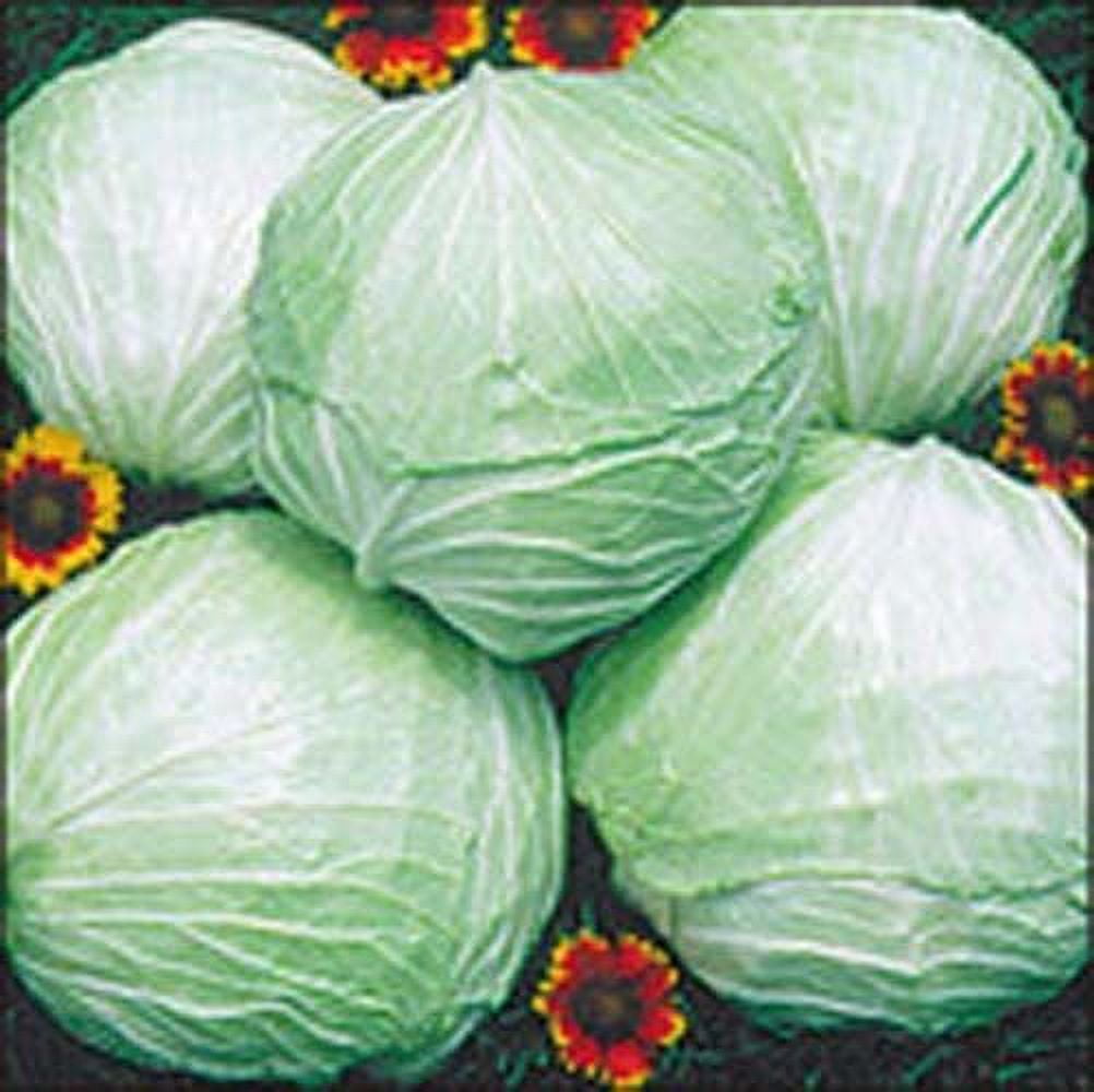 Seed Kingdom 400 Cabbage Late Flat Dutch Plant Seeds, Heirloom ...