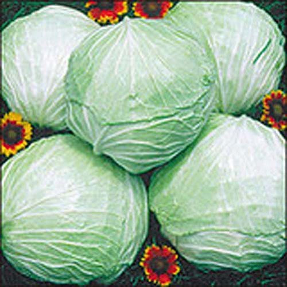 Cabbage Late Flat Dutch Great Heirloom Vegetable BULK 12,000 Seeds ...