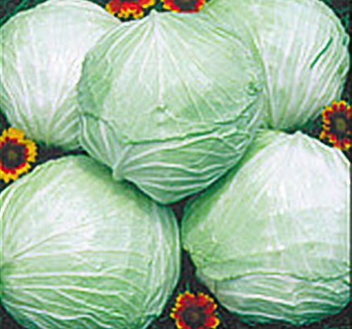 Cabbage Late Flat Dutch Great Heirloom Vegetable by Seed Kingdom 1 OZ ...