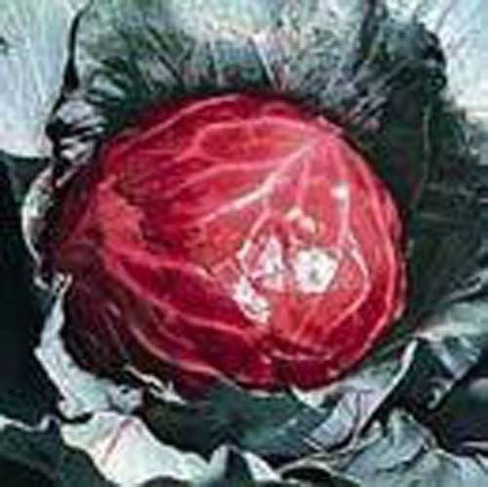 Cabbage Mammoth Red Rock BULK 20,000 Seeds Great Heirloom Vegetable By ...