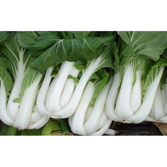 Cabbage Pak Choy Seed Heirloom - 1 Packet - Walmart Business Supplies