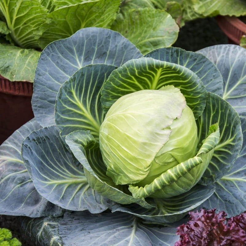 Cabbage Plant, 4 Inch Pot Vegetable Plants in Pot - Walmart.com