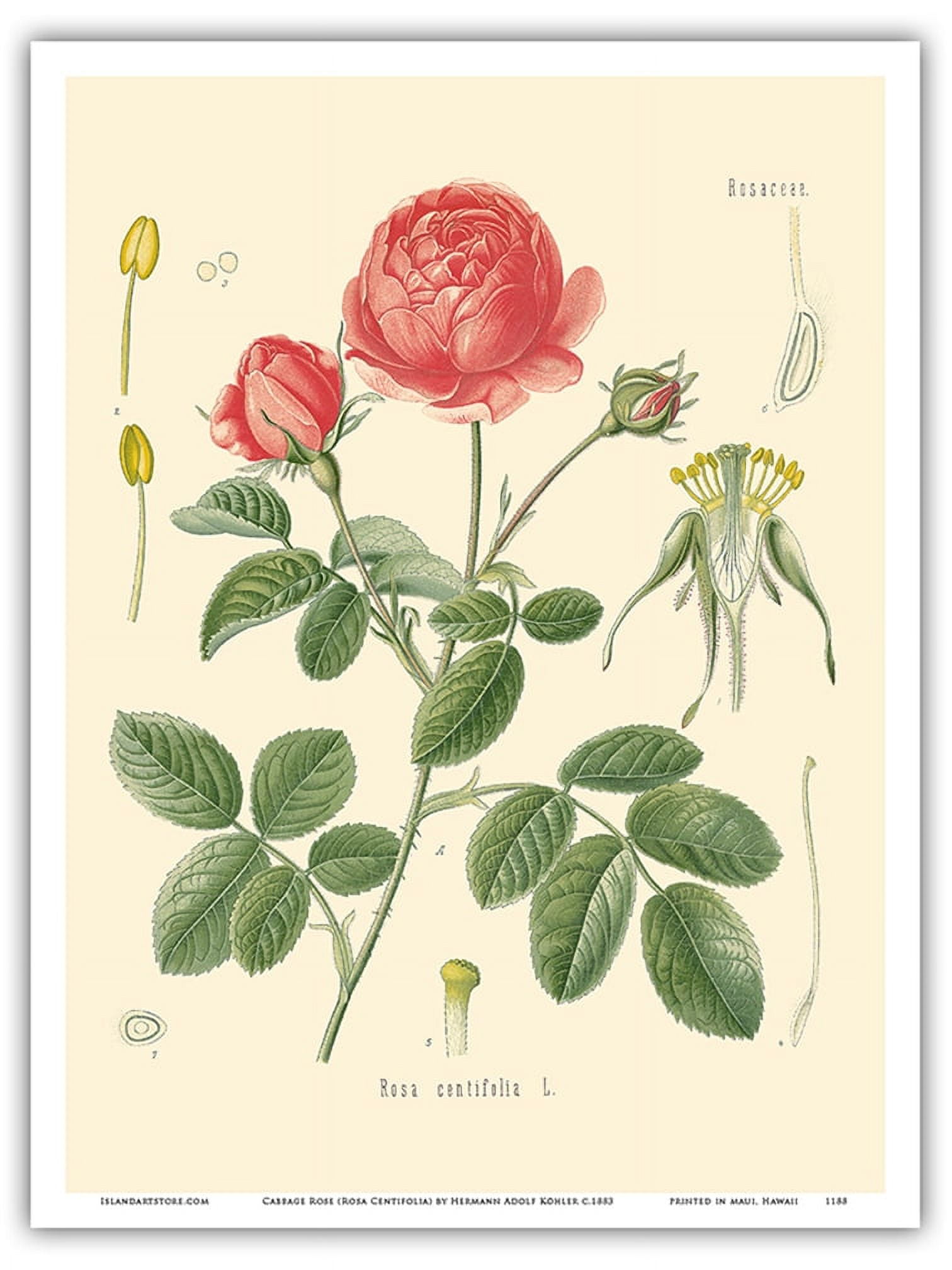 Cabbage Rose (Rosa Centifolia) - Köhler’s Medicinal Plants - Vintage Botanical Illustration by ...
