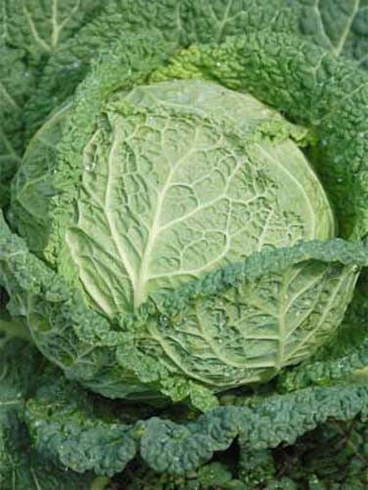 Seed Kingdom 500 Cabbage Savoy Perfection Great Heirloom Plant Seeds ...