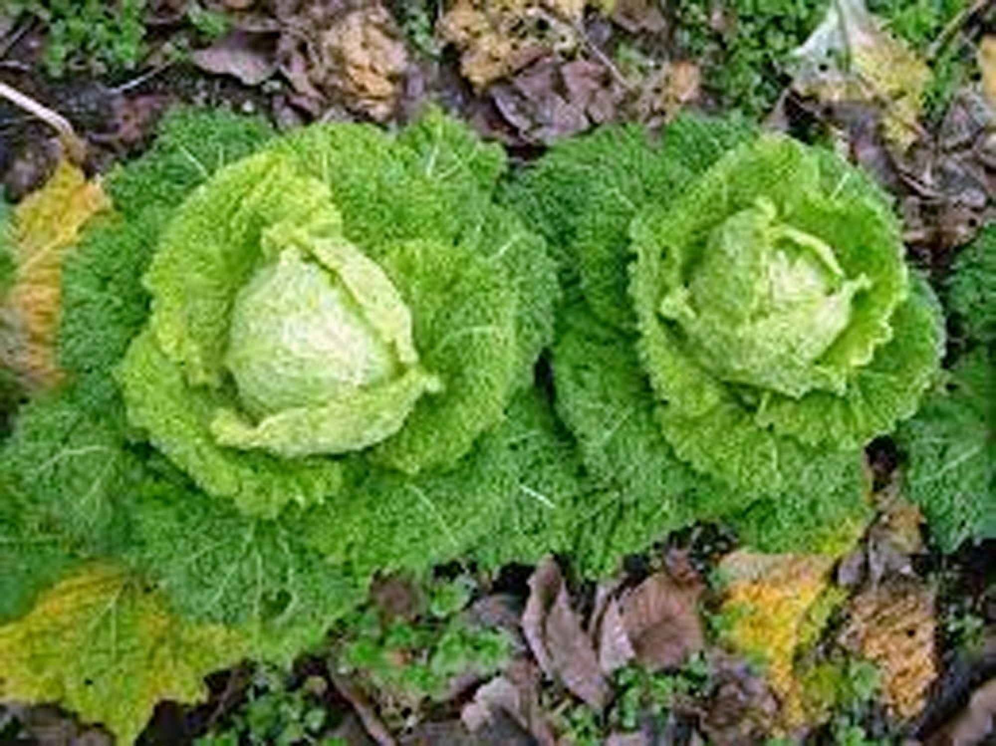 Cabbage Seed, Charleston Wakefield, Heirloom, Non GMO, 100 Seeds, Tasty ...