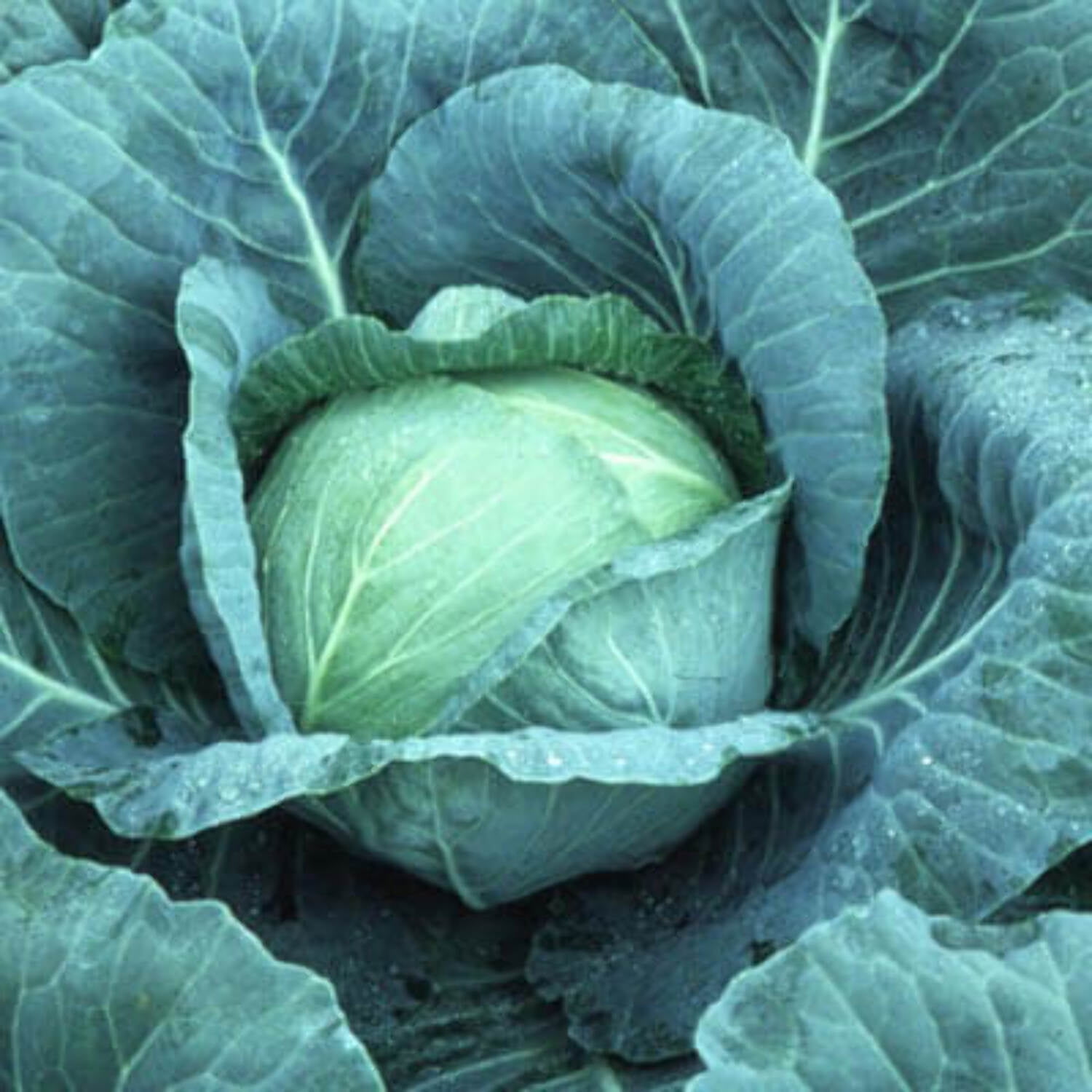 Cabbage Seeds - Blue Lagoon F1 Variety Cabbage Seeds - An Early Cabbage ...