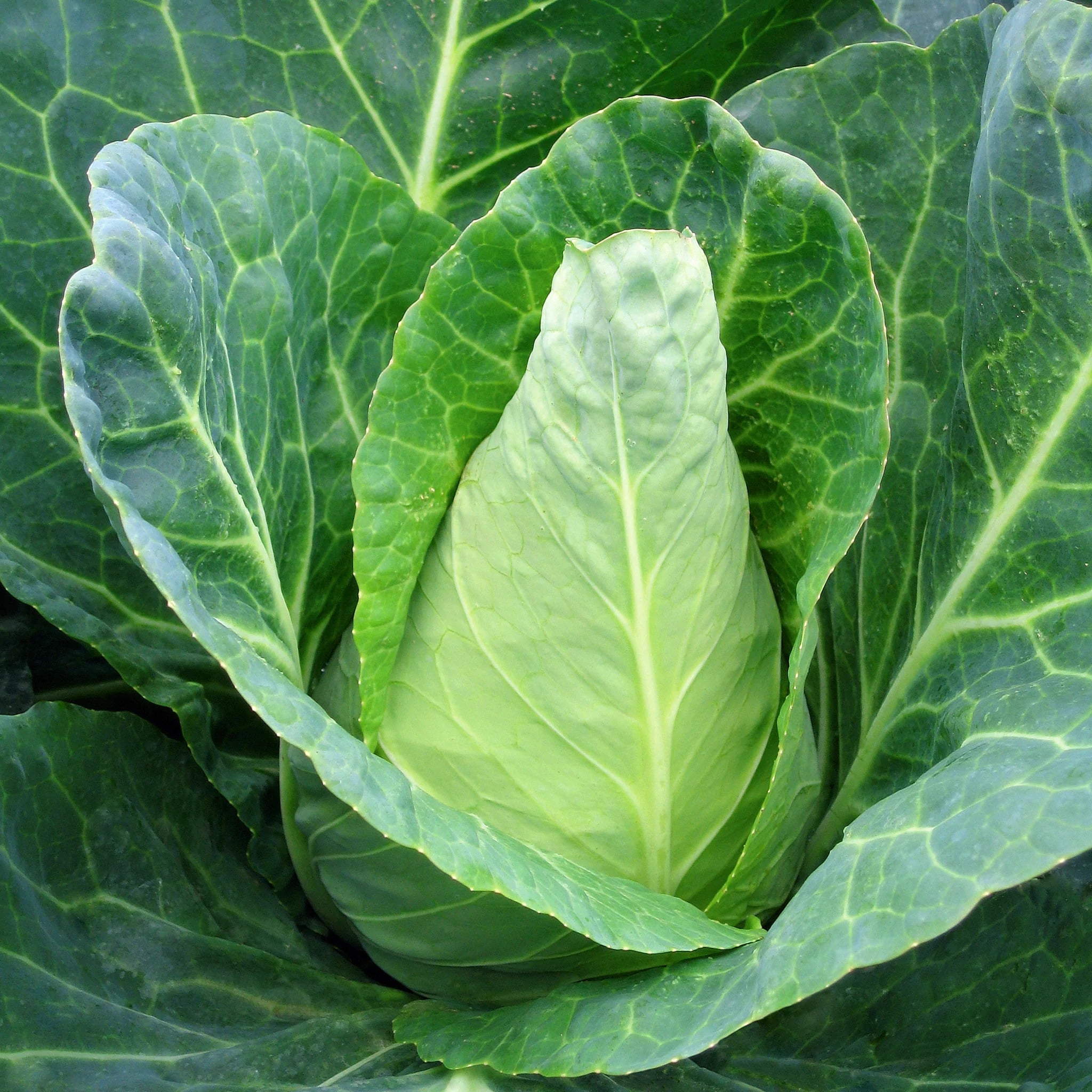 Cabbage Seeds - Caraflex Organic Variety Cabbage Seeds - Non-GMO - 50 ...