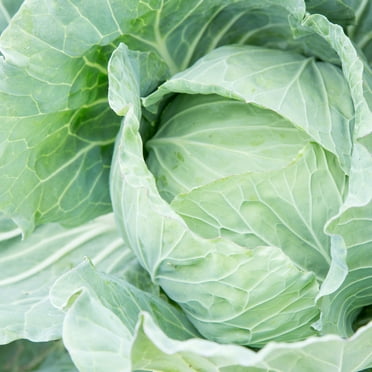 Mountain Valley's Copenhagen Market Cabbage Seeds - 4g, ~900 Non-GMO ...