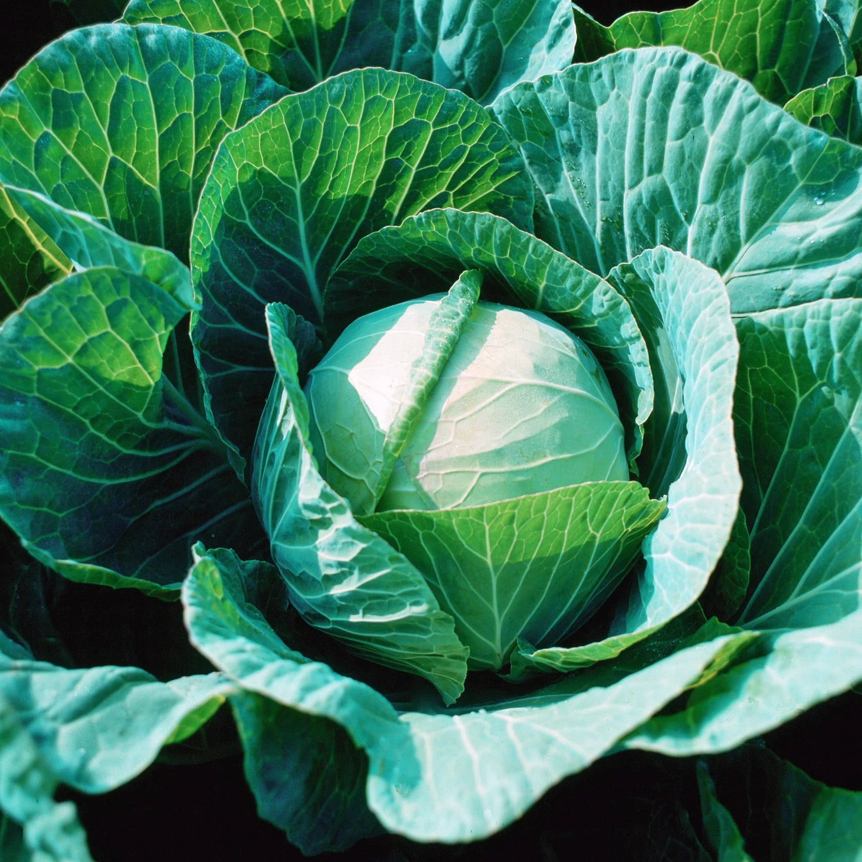 Cabbage Seeds - Farao Organic Variety Cabbage Seeds - Non-GMO - 50 ...