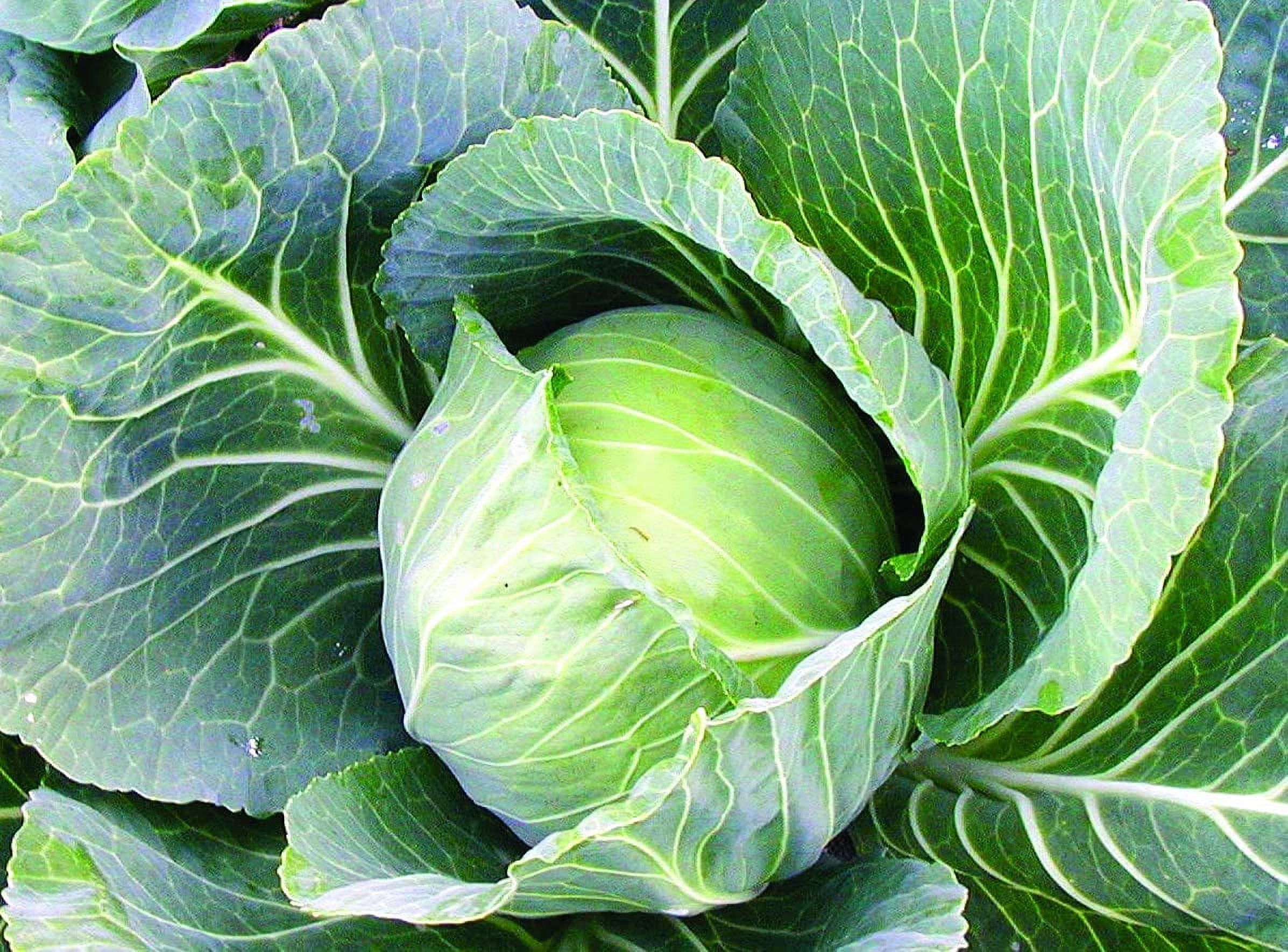 Cabbage Seeds, Late Flat Dutch Cabbage Seed 100 ct, Heirloom, Non GMO ...