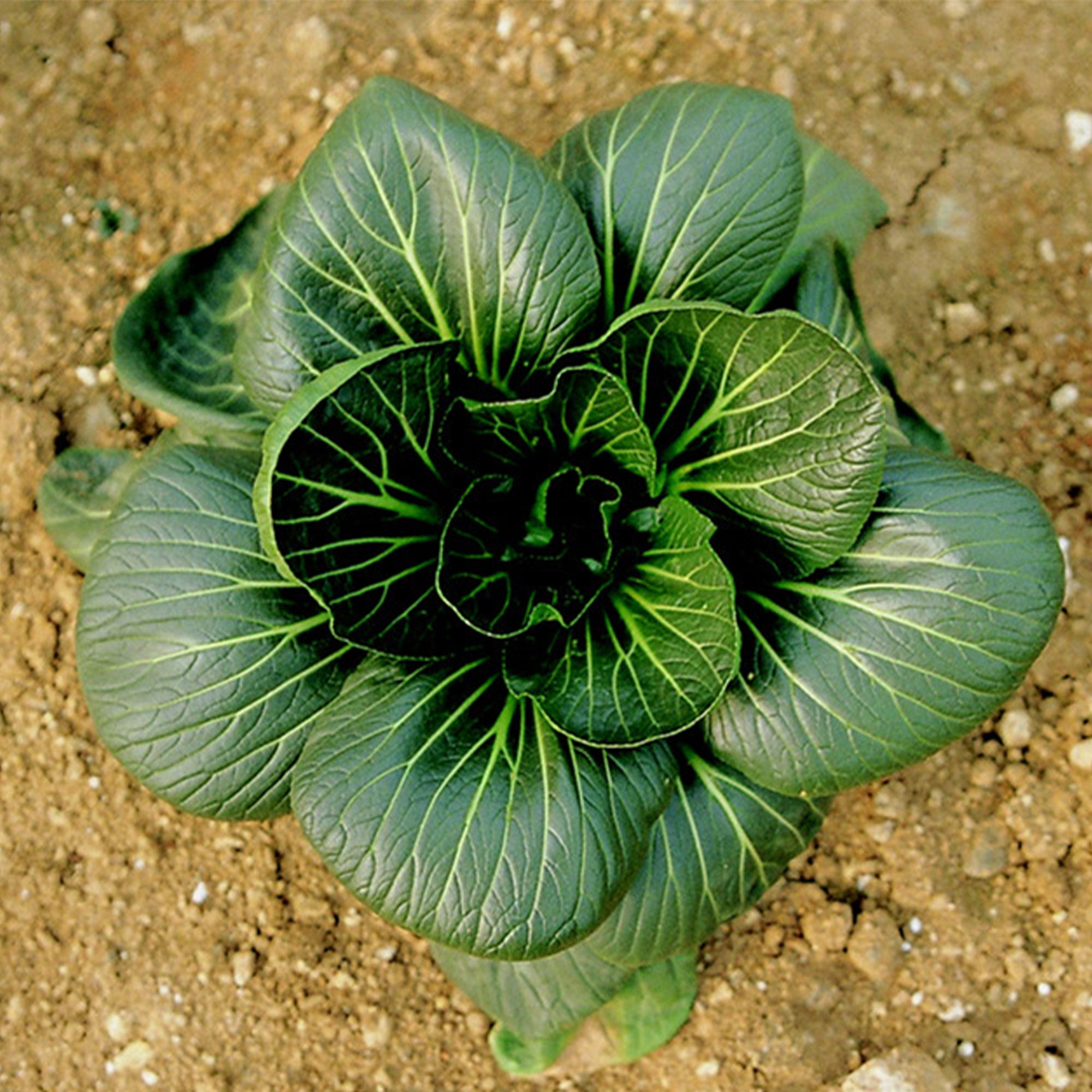Cabbage Seeds - Pak Choi - Da Cheong Chae - Hybrid - 1 Oz ~6000 Seeds ...