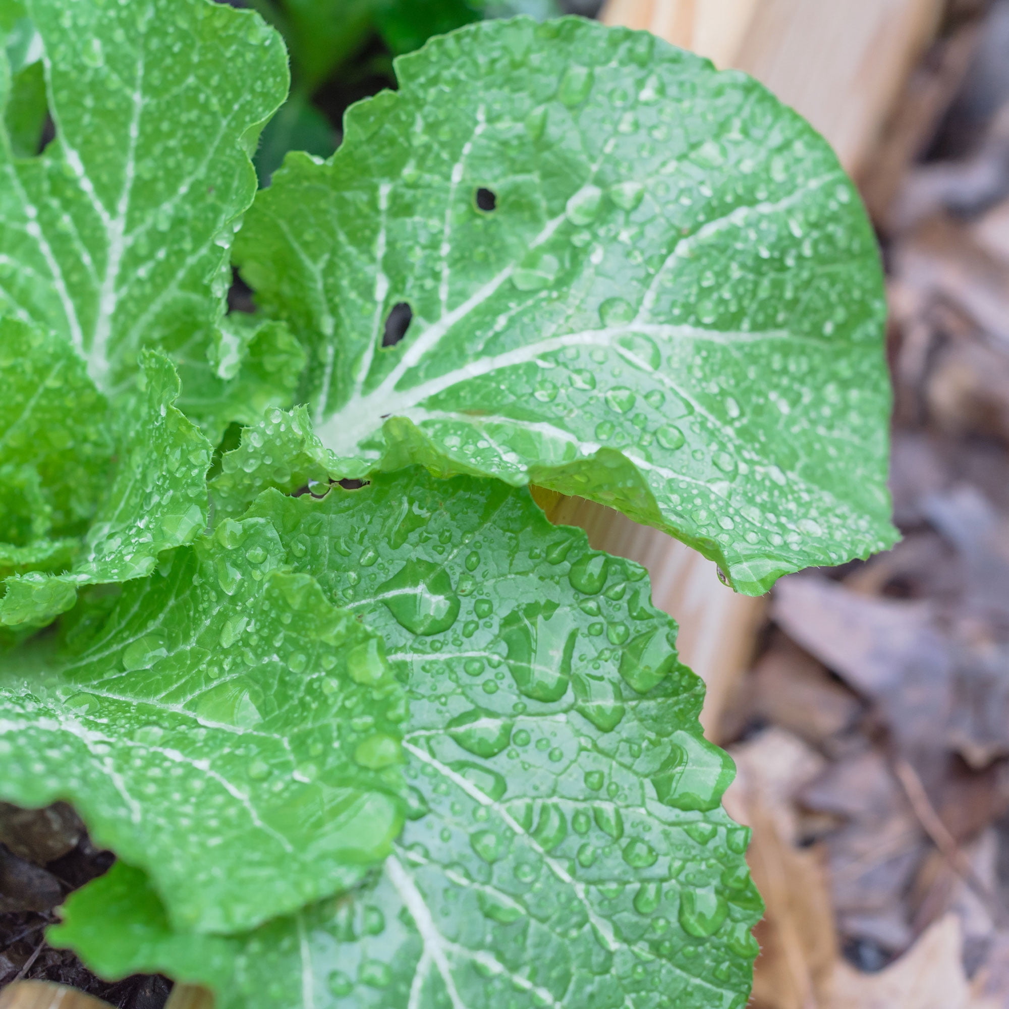 Cabbage Seeds - Pak Choi - Fun Jen - Hybrid - 1 Oz ~10500 Seeds - Non ...