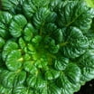 1000 Seeds TATSOI Brassica Rapa Rosularis Tat Soi Bok Choy Spinach ...