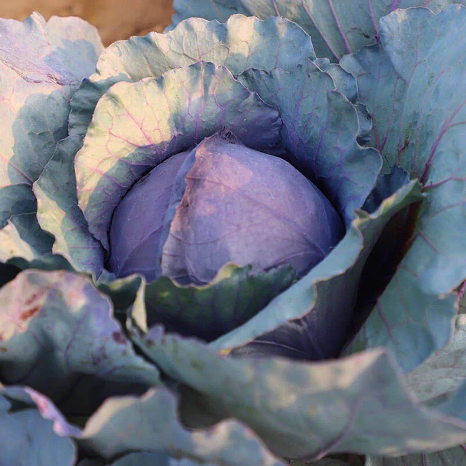 Cabbage Seeds - Red Jewel Variety Cabbage Seeds - Non-GMO - 50 Seeds ...