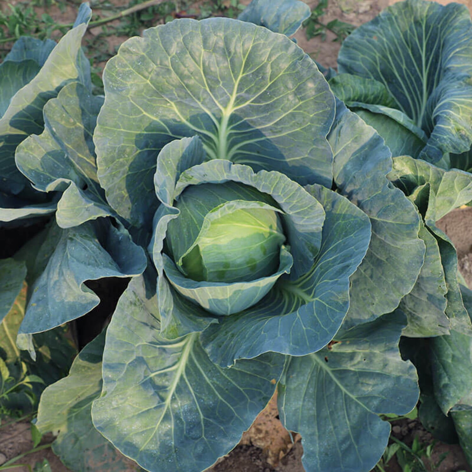 Cabbage Seeds - Superstar Variety Cabbage Seeds - Non-GMO - 50 Seeds - Walmart.com