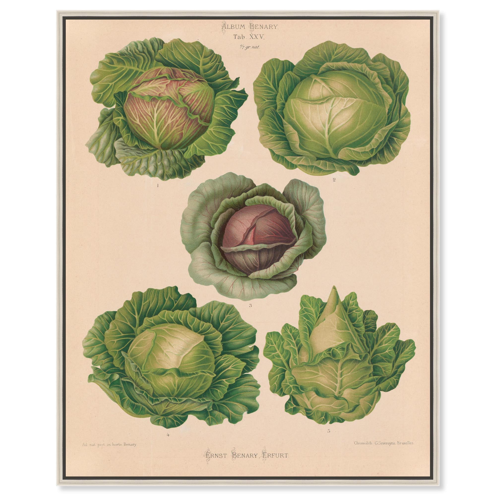 Cabbages by Benary 1876 Canvas Vintage Botanical by Art Remedy, Silver ...