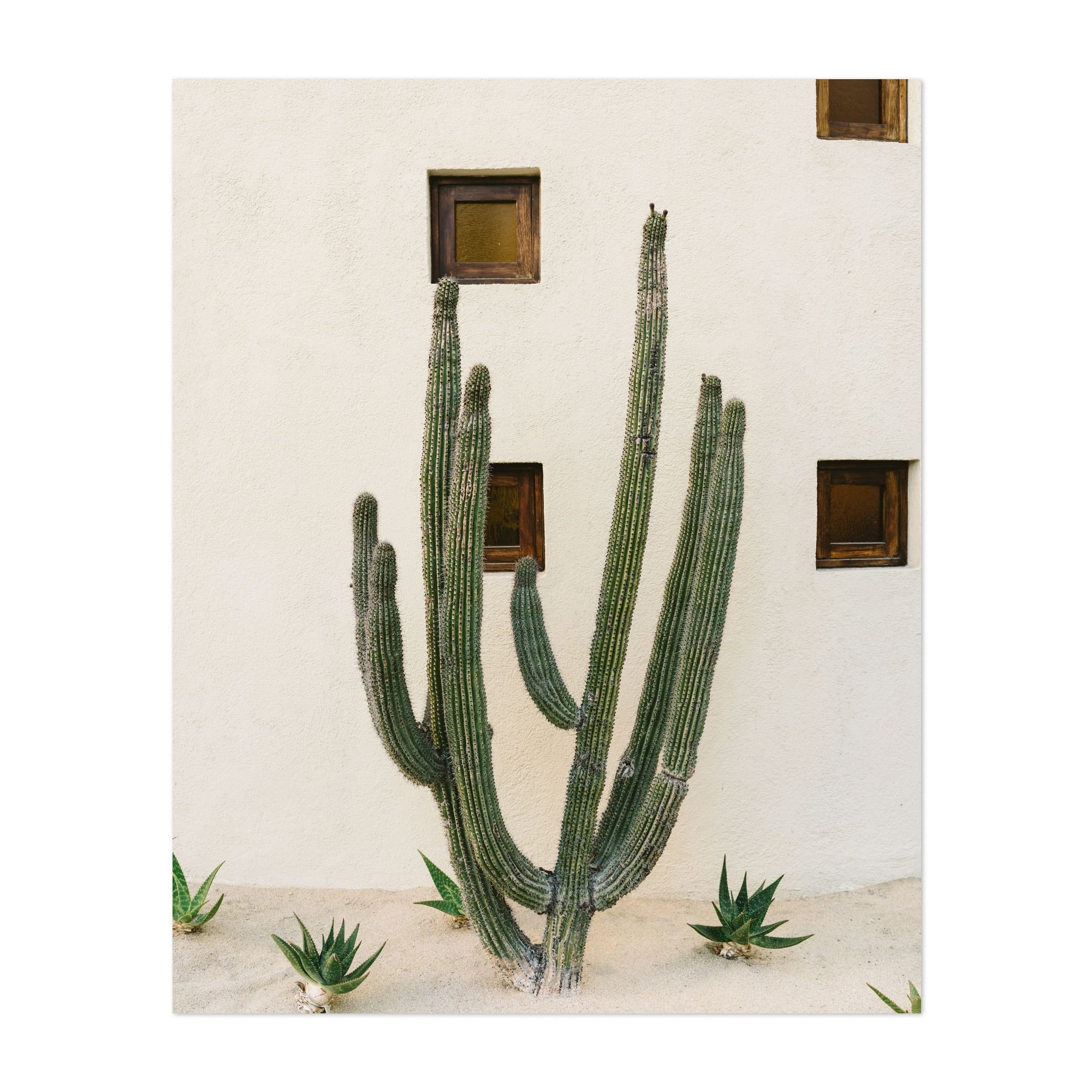 Cabo Cactus IX - Cabo San Lucas Baja California Sur Mexico Photography ...