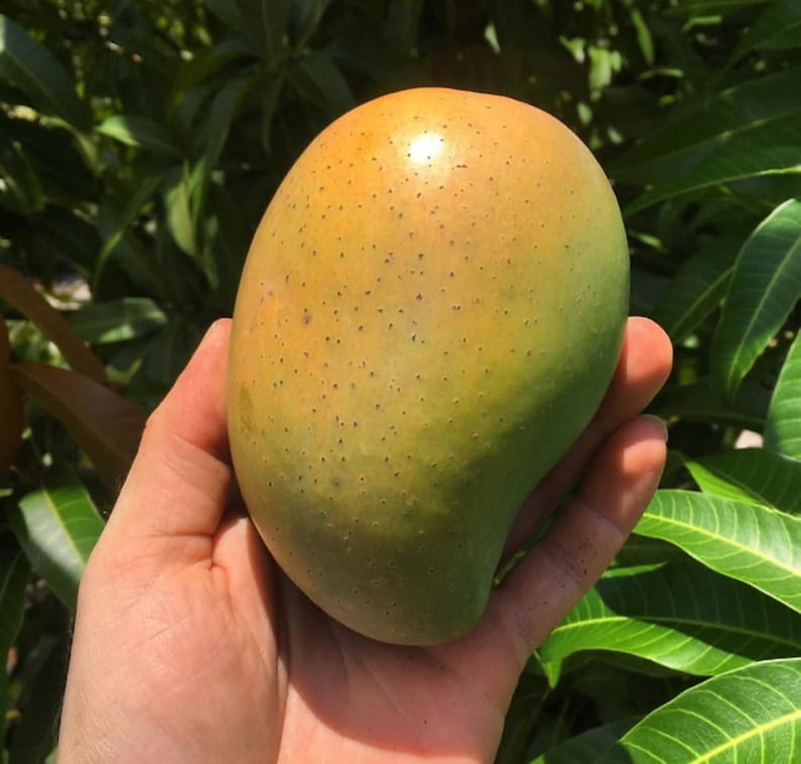 Cac MANGO TREE GRAFTED (2-4 Feet Tall). Ship to all states - Walmart.com