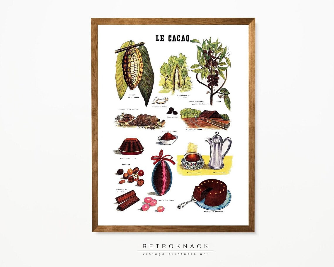 Cacao Plant Poster, Vintage French Botanical Print, Unframed Paper ...