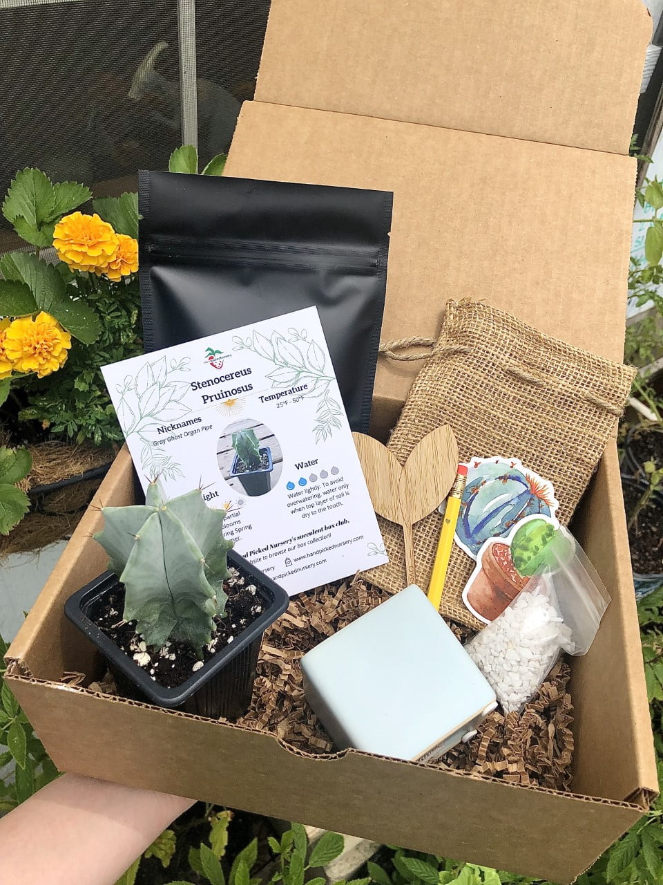 Cacti Box DIY Kit - FREE 2 DAY SHIPPING!! - Gift Box - Planting Kit ...