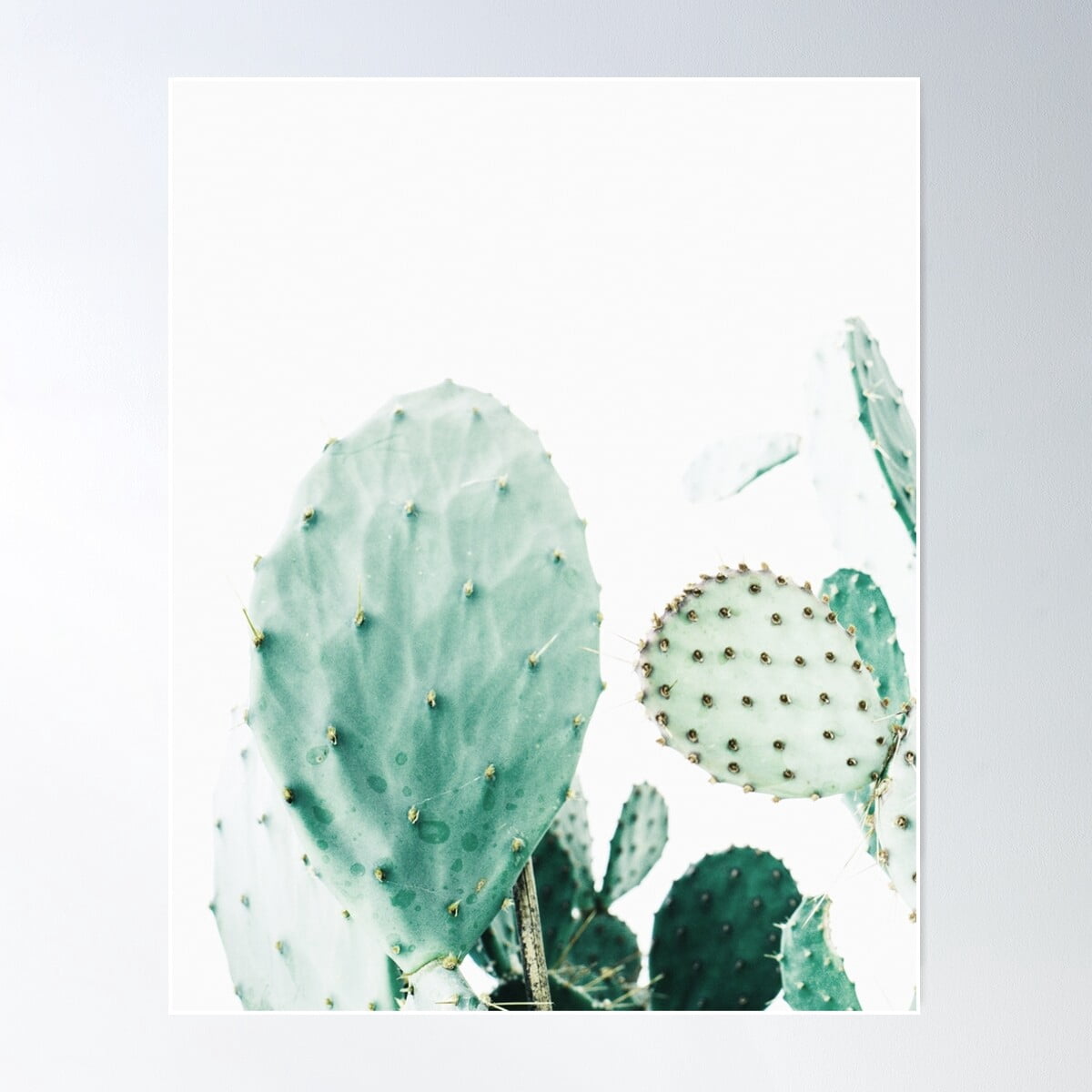 Cacti, Cactus, Cacti Print, Cactus Art, Desert, Nature, Plant ...