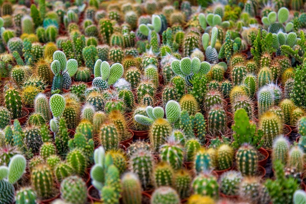 Cacti Seeds Mix - 50+ Seeds - Ships from Iowa, USA - Grow Exotic Cacti ...