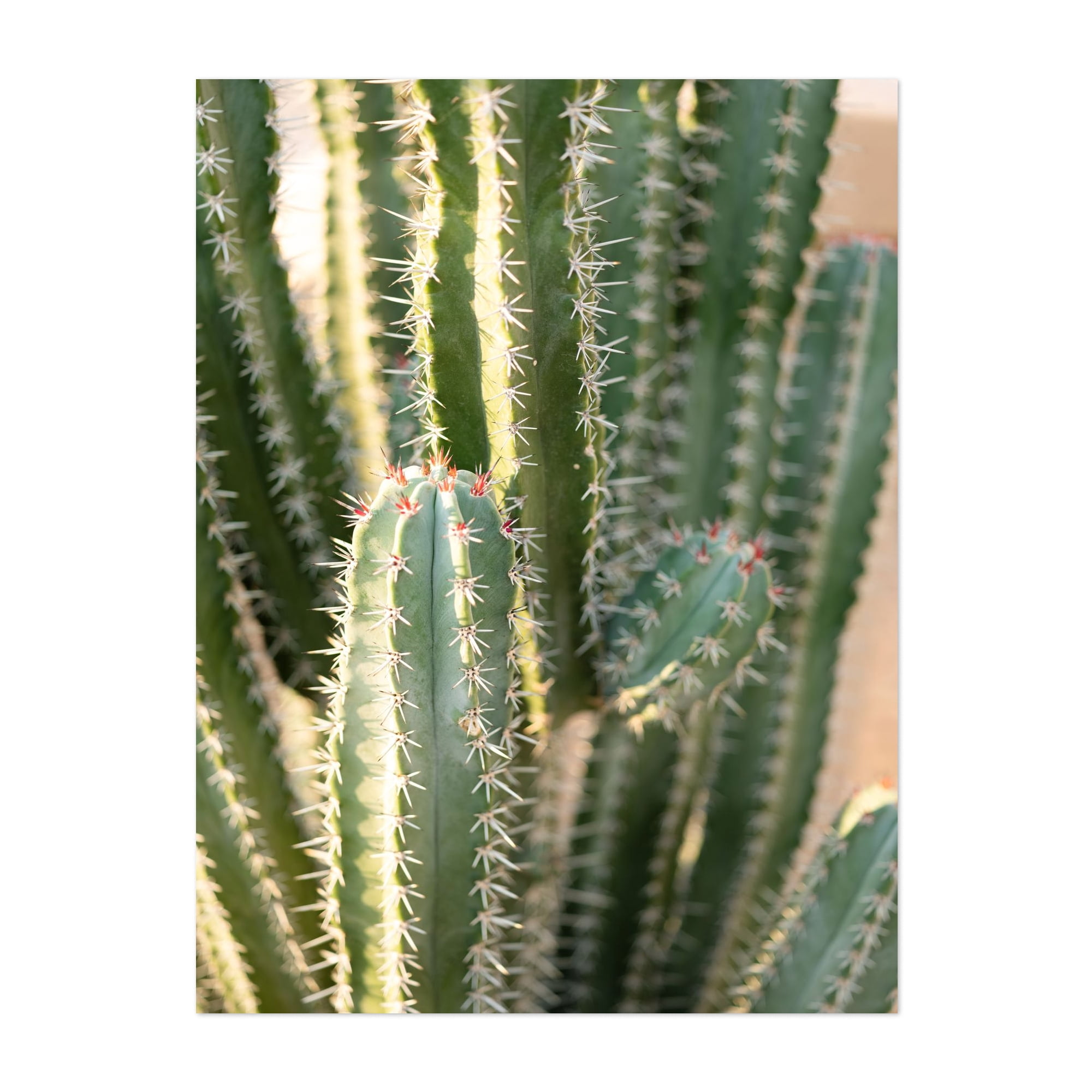 Cactus Close-Up - Marrakesh Marrakesh-Safi Morocco Photography Cactus ...