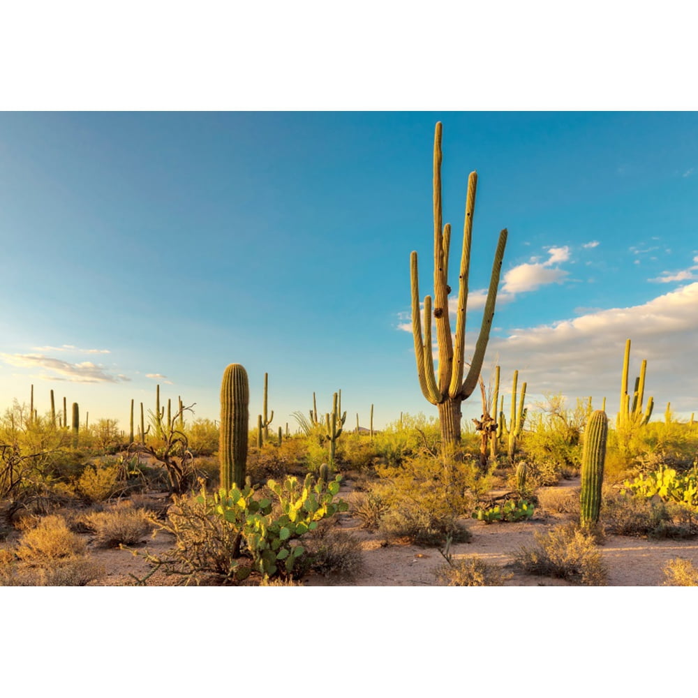 Cactus Desert Dead Wood Natural Landscape Backdrop Shrub Hillside Blue ...