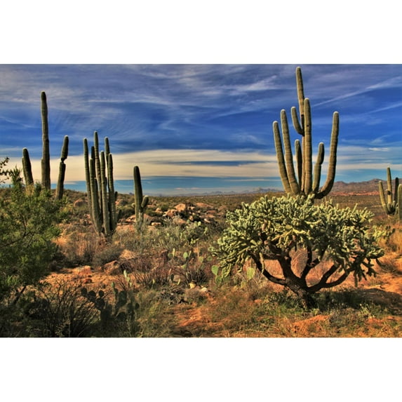 Cactus Desert Dead Wood Natural Landscape Backdrop Shrub Hillside Blue ...