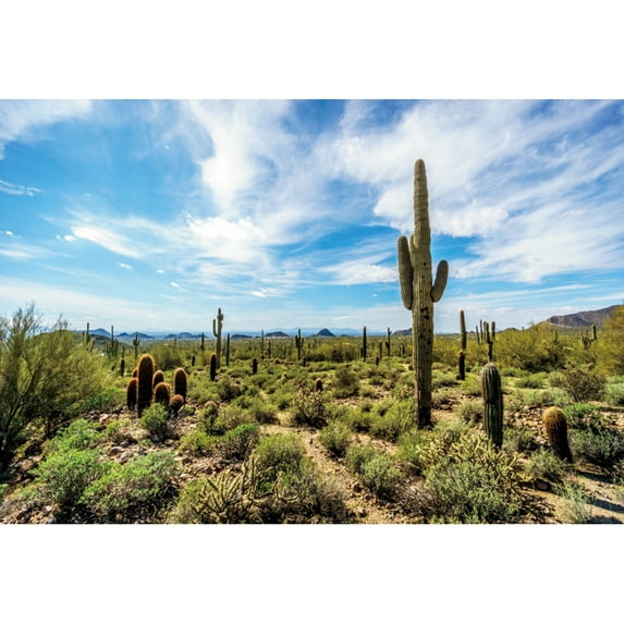 Cactus Desert Dead Wood Natural Landscape Backdrop Shrub Hillside Blue ...