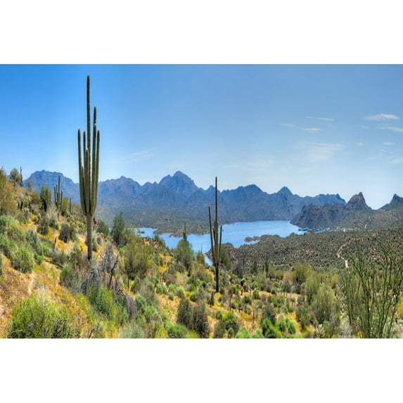 Cactus Desert Dead Wood Natural Landscape Backdrop Shrub Hillside Blue ...