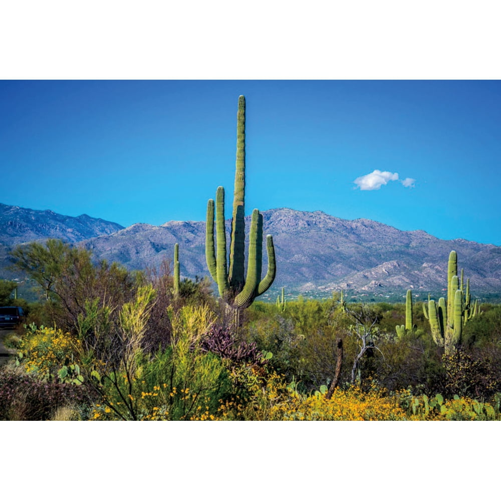 Cactus Desert Dead Wood Natural Landscape Backdrop Shrub Hillside Blue ...