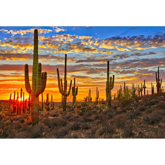 Cactus Desert Sunset Scenery Background for Photography Saguaro Shrub ...