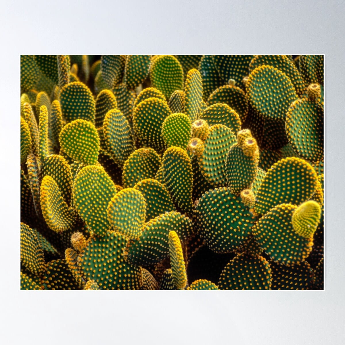 Cactus Desert – Vibrant Desert Cacti Poster Wall Art, Modern Wall Decor ...