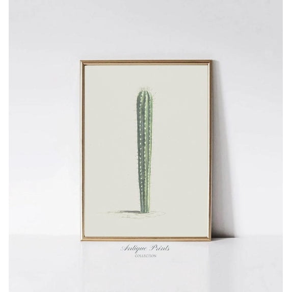 Cactus Drawing, Vintage Cacti Sketch, Antique Cactus Print, Botanical ...