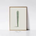 Cactus Drawing Vintage Cacti Sketch Cactus Print Botanical Painting ...