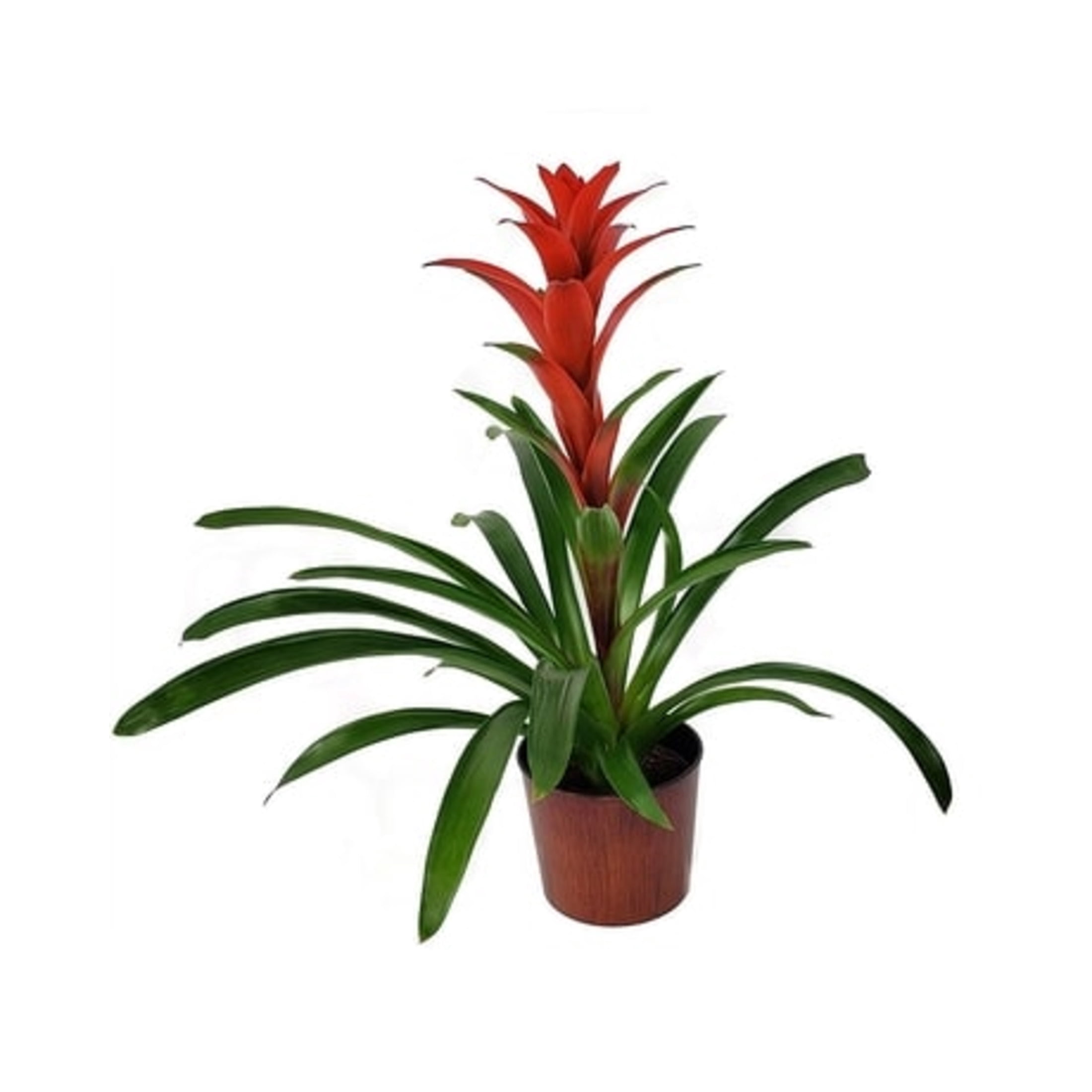 Cactus Flower Florists Potted Bromeliad - Walmart.com