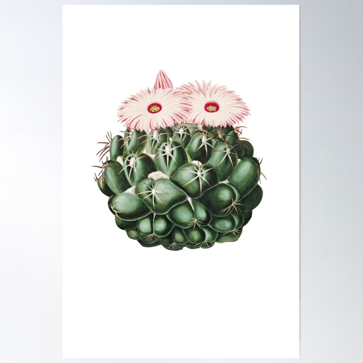 Cactus Flower Poster Wall Art, Modern Wall Decor For Living Room ...