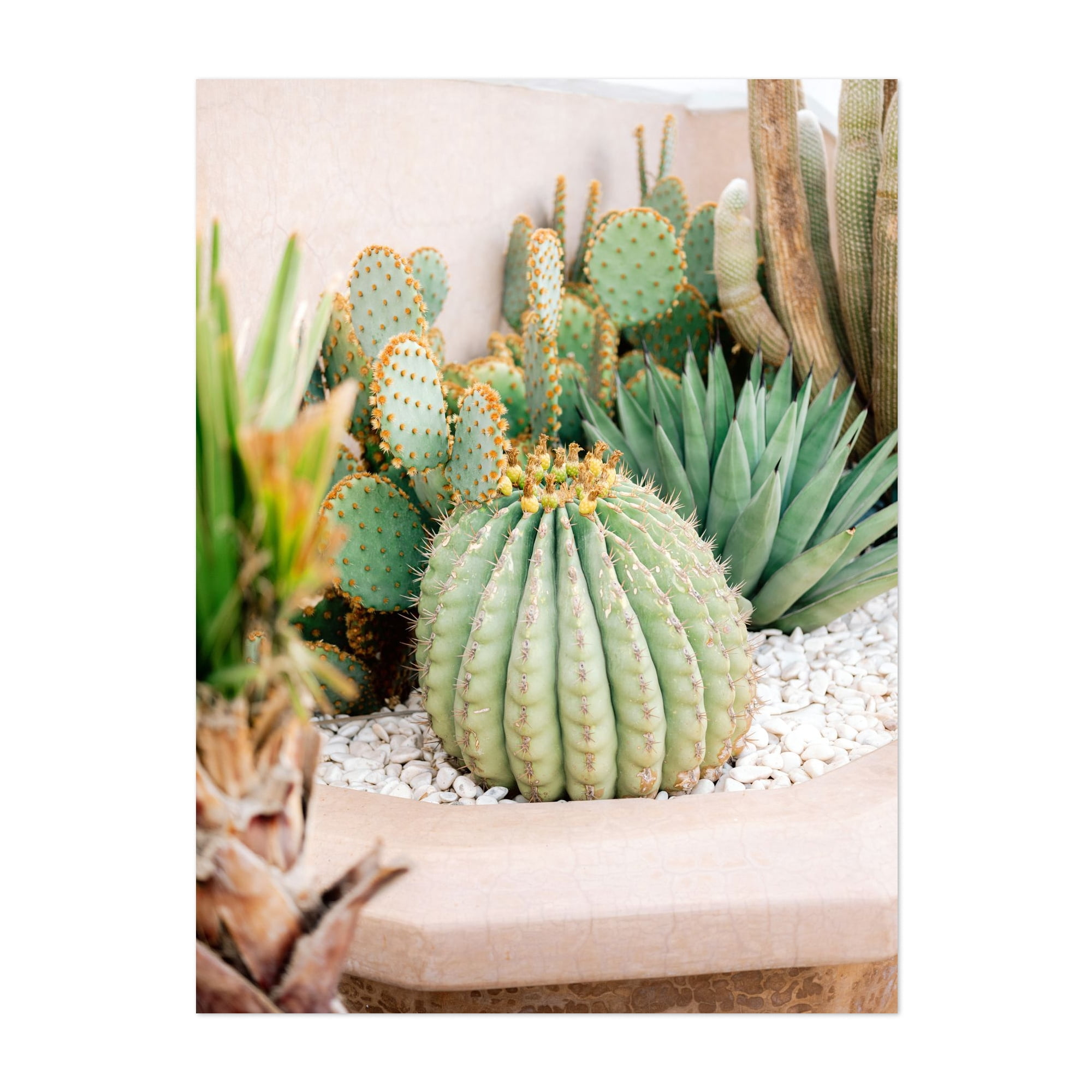 Cactus Garden - Marrakesh Marrakesh-Safi Morocco Photography Cactus ...