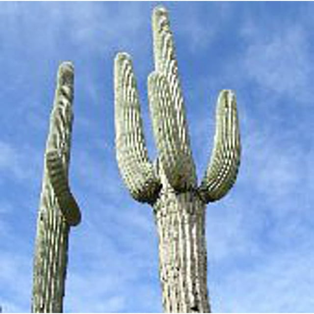 Cactus (Giant Saguaro) Seeds (20+ Seeds) | Non GMO | Vegetable Fruit ...