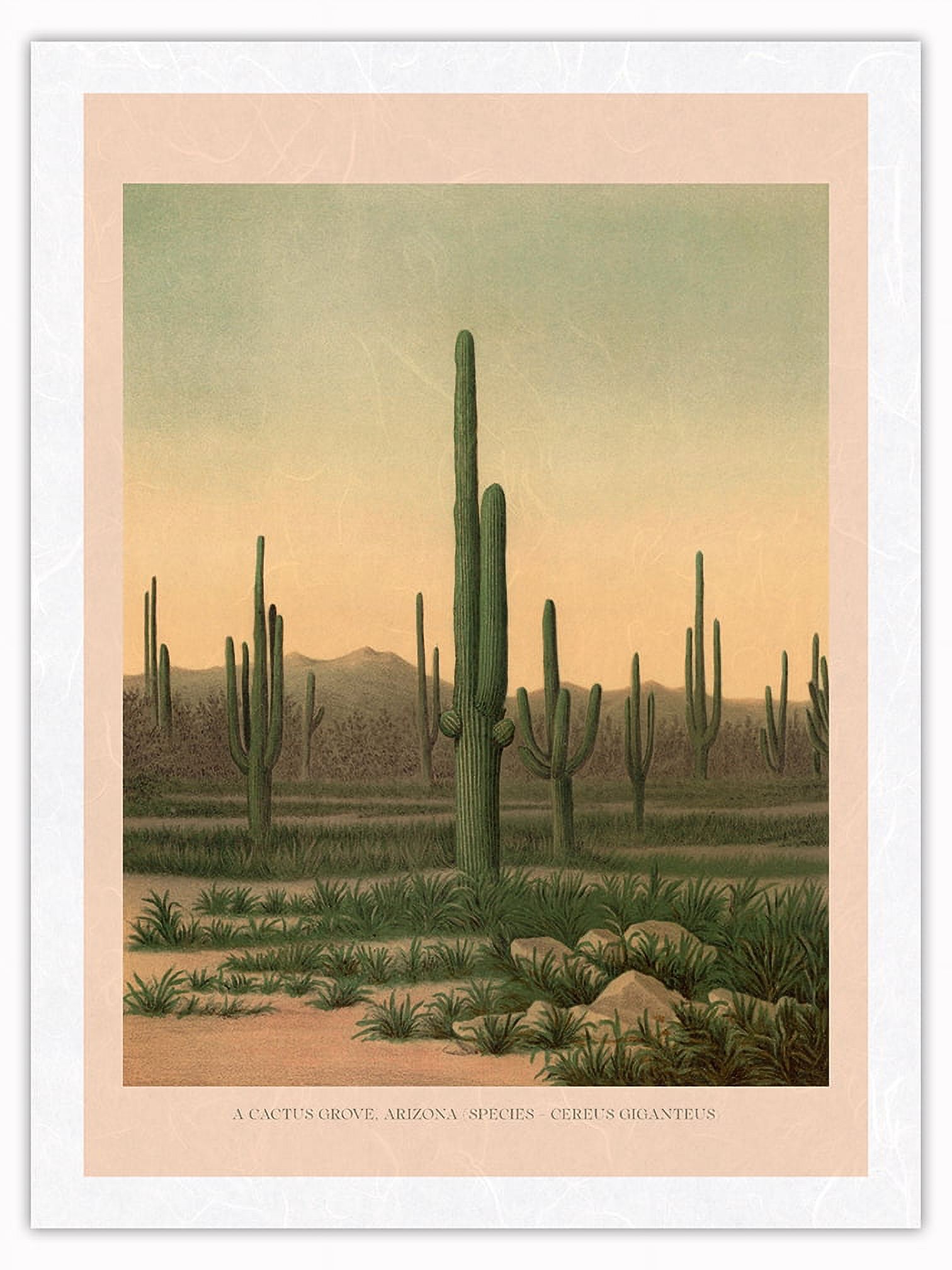 Cactus Grove Arizona - Cereus Giganteus - From an Original Color ...