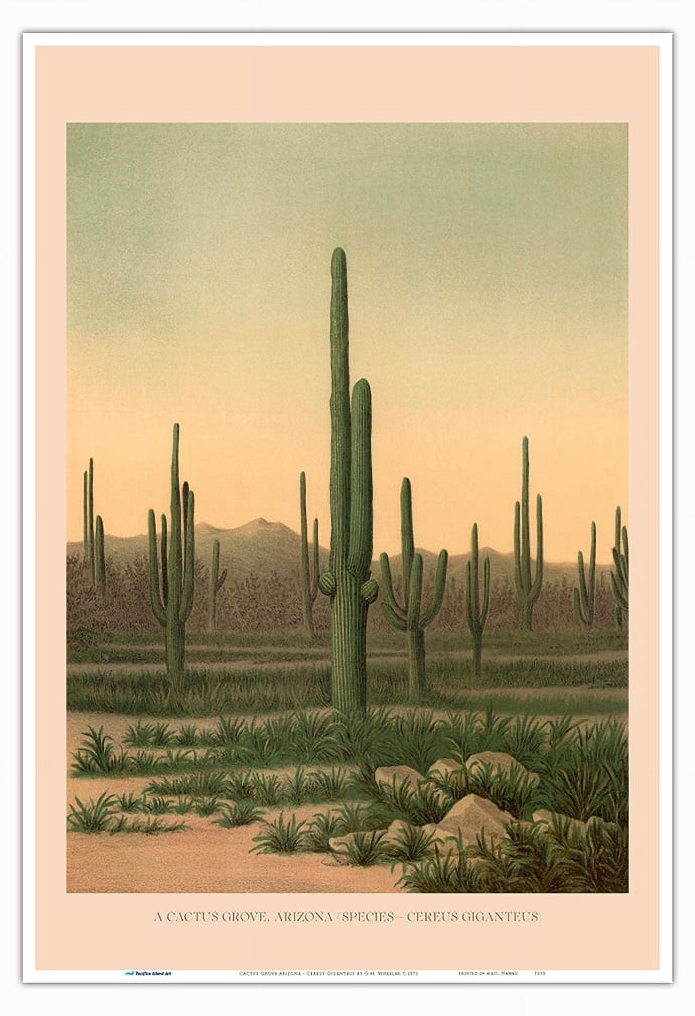 Cactus Grove Arizona - Cereus Giganteus - From an Original Color ...