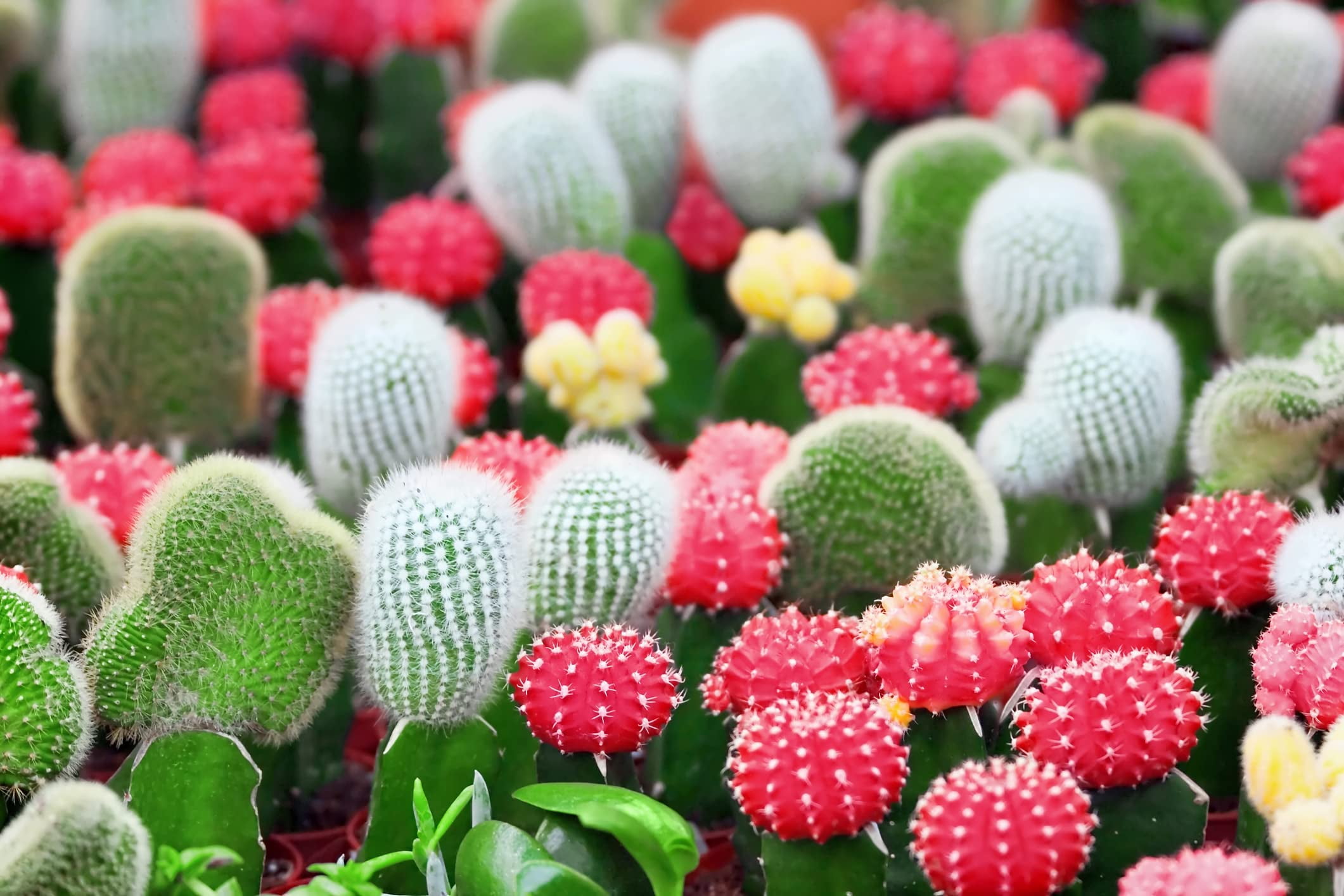 Exotic Cacti Seeds Mix - 100 Varieties for Indoor Planting - Ships from ...