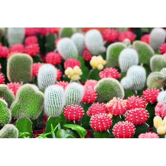 Exotic Cacti Seeds Mix - 100 Varieties for Indoor Planting - Ships from ...