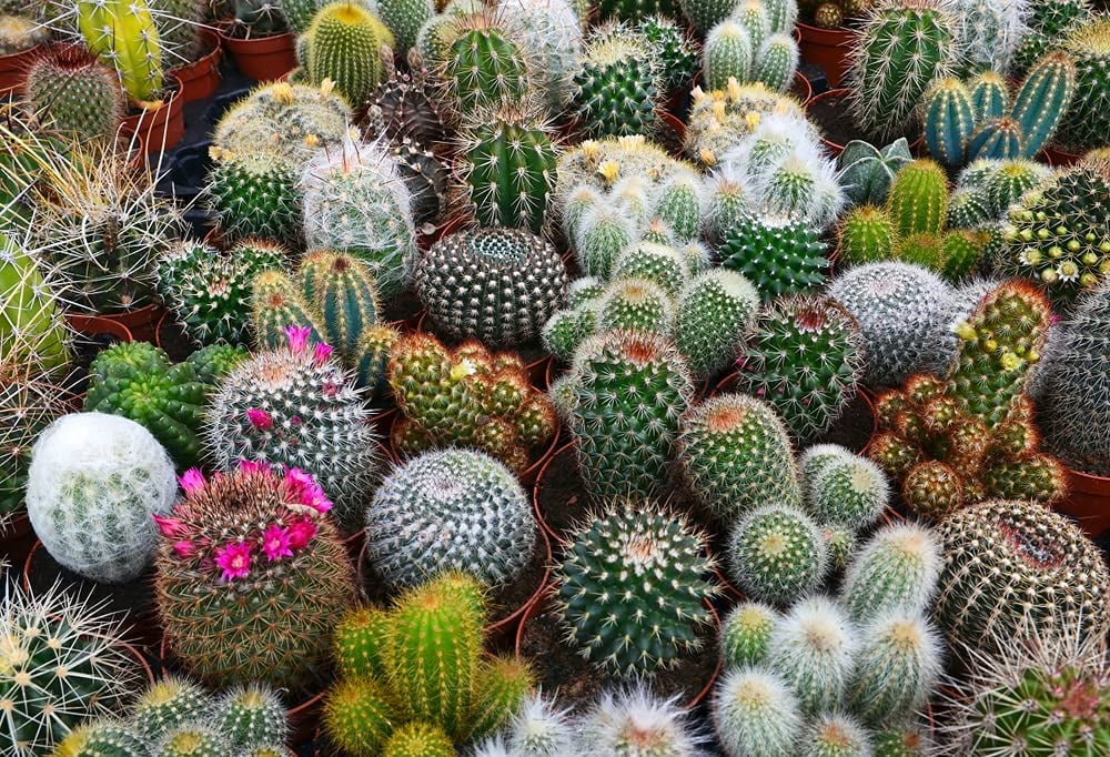 Exotic Indoor Cactus Plants - 100 Variety Seeds Mix - Easy to Grow ...