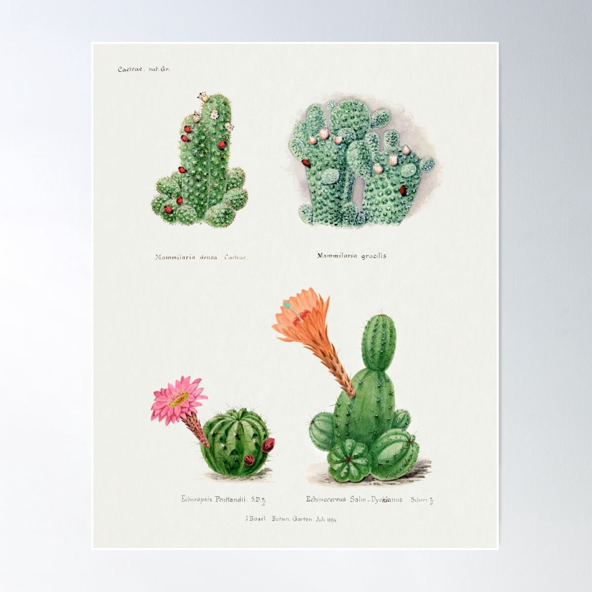 Cactus Succulent Vintage Botanical Illustration Poster Wall Art, Modern ...